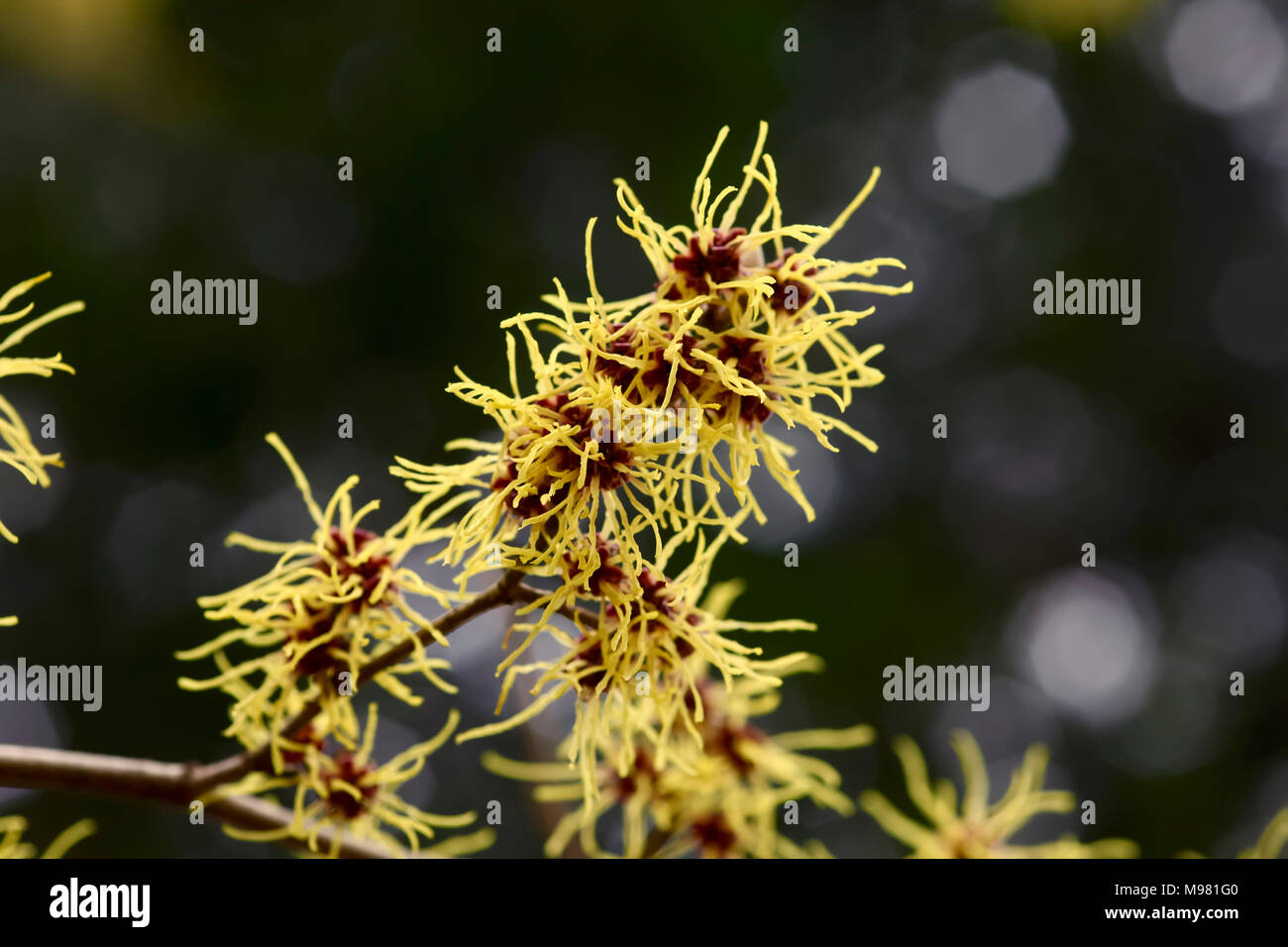 Flowering witch-hazel, Hamamelis Stock Photo - Alamy