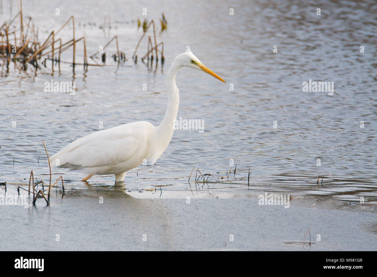 Great White Egret - Ardea alba, photographed at Leighton Moss RSPB ...