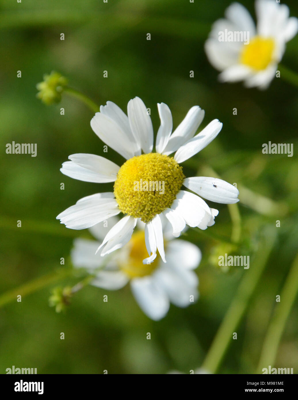 Picture of a Chamomiles in the nature Stock Photo - Alamy
