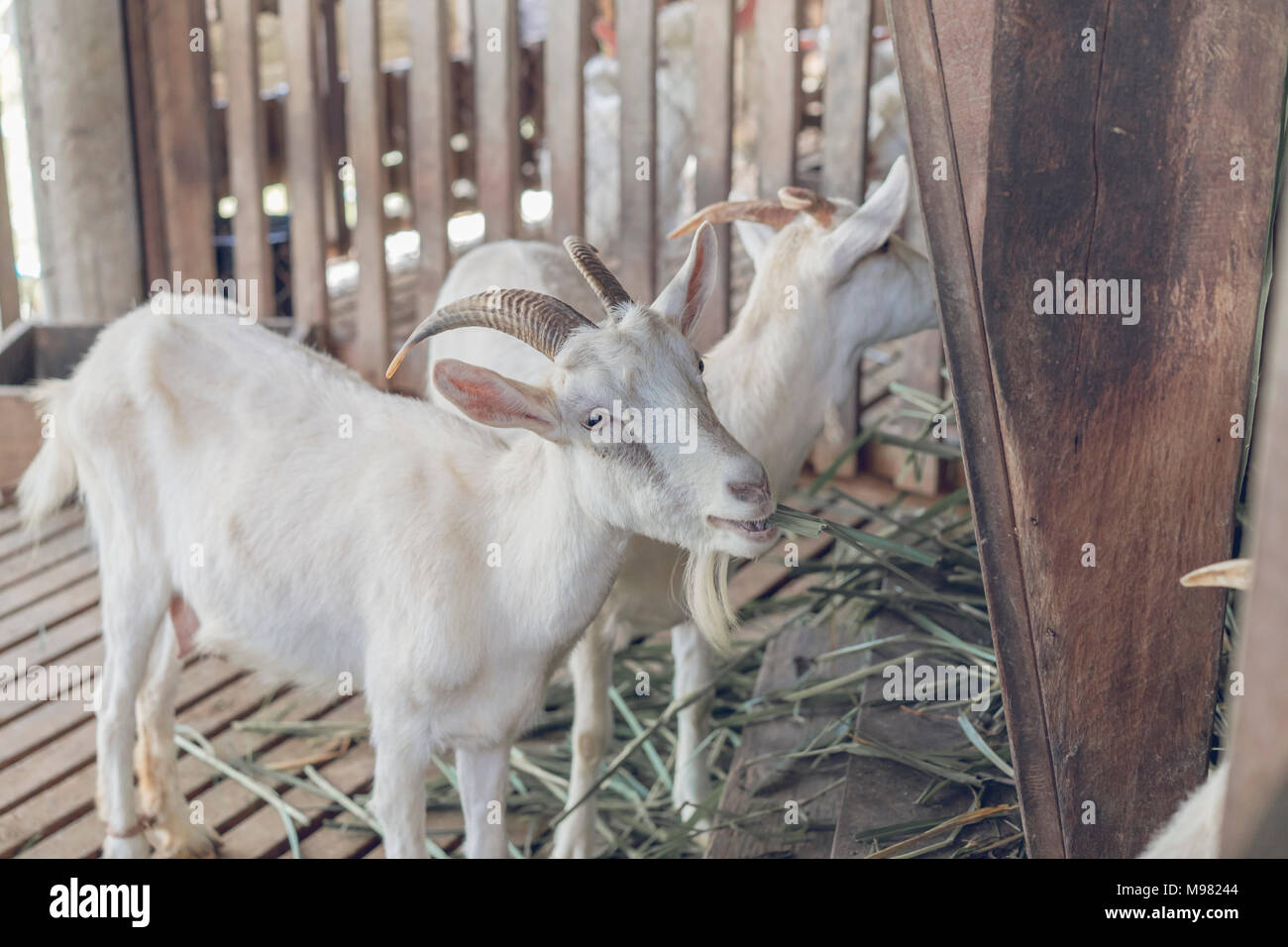 Two white domestic goats hi-res stock photography and images - Alamy