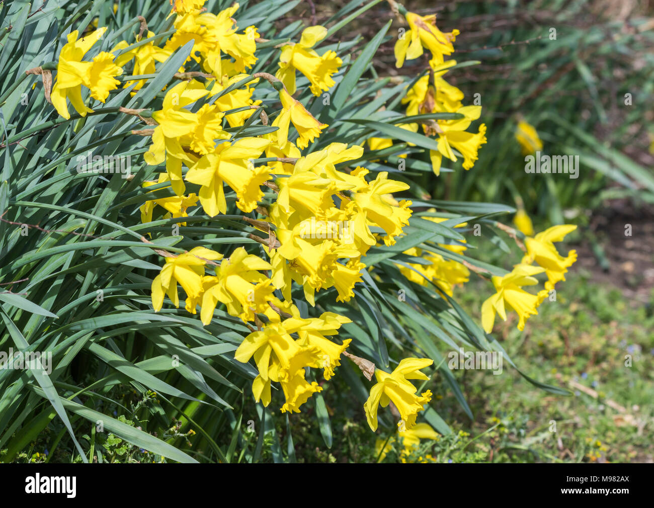Yellow Trumpet Daffodils (Narcissus) growing in early Spring in the UK ...