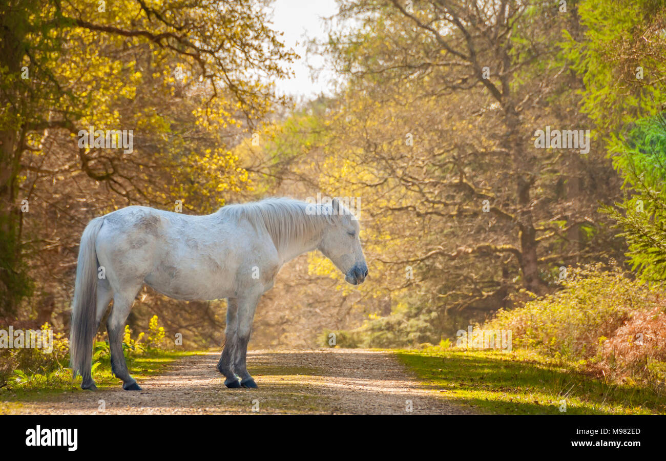 The New Forest pony is one of the recognised mountain and moorland or ...