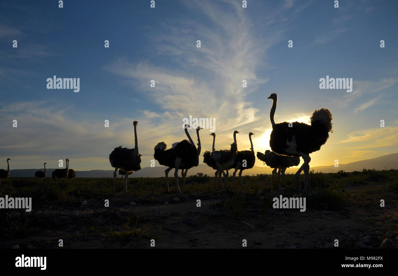Karoo, South Africa. Struthio camelus or common ostrich Stock Photo - Alamy