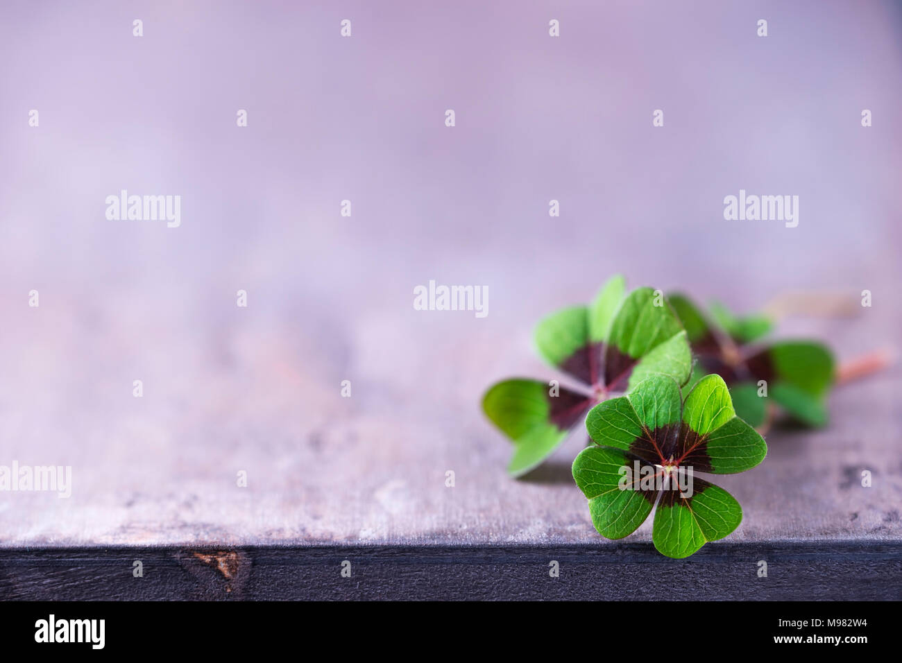 Four clovers hi-res stock photography and images - Alamy