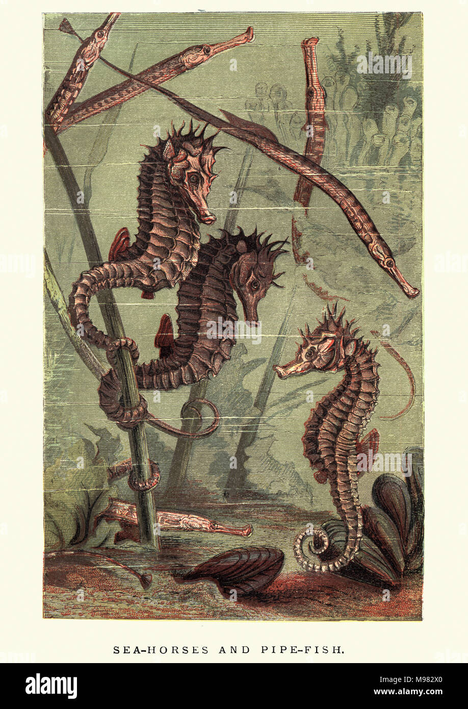 Engraving of Seahorse (also sea-horse and sea horse) and pipefish ...
