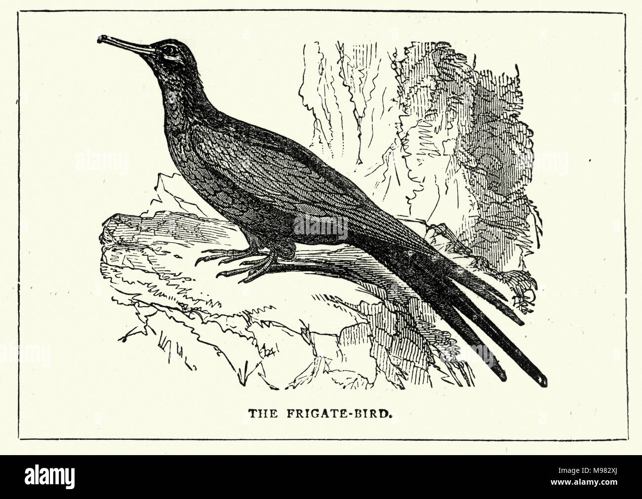 Frigate Bird Drawing