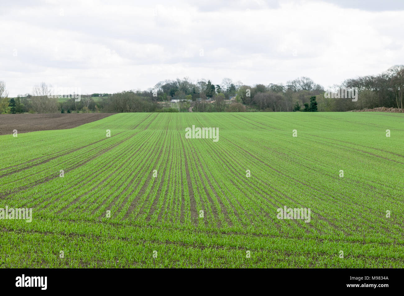 Fresh young shoots from agricultural crop Stock Photo - Alamy