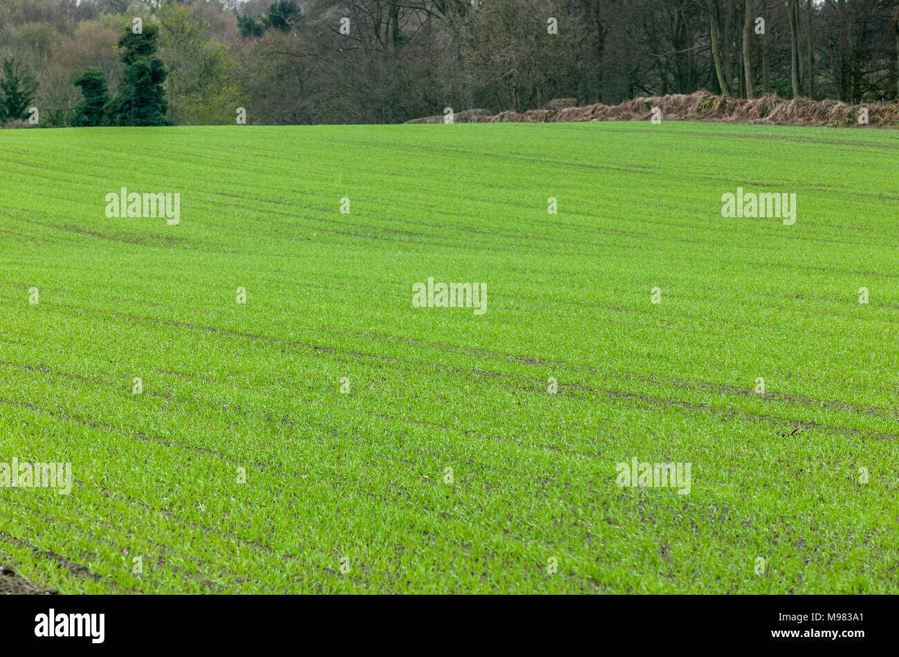 Fresh young shoots from agricultural crop Stock Photo - Alamy