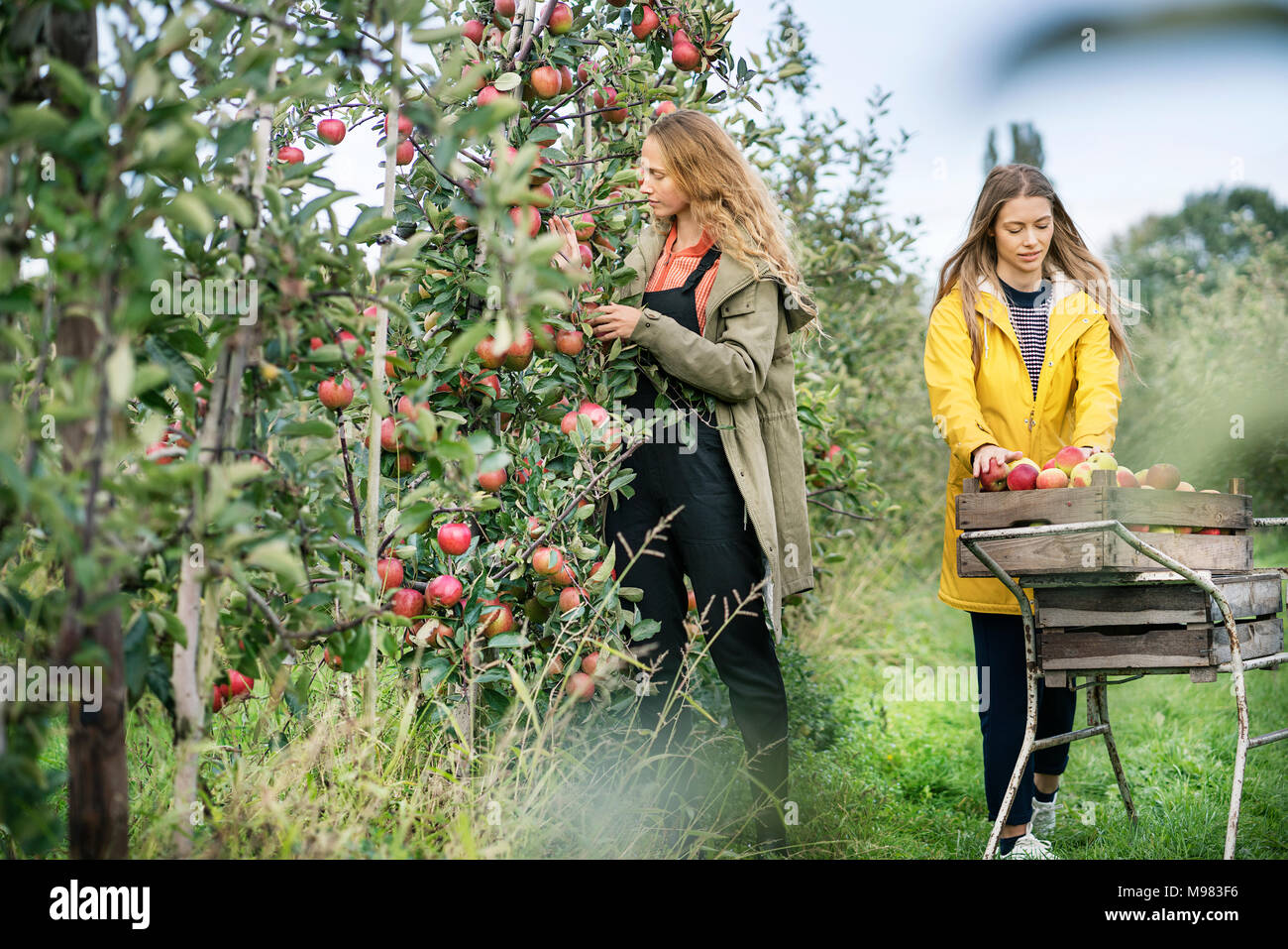 Harvesting apple plantation tree farmer hi-res stock photography and ...