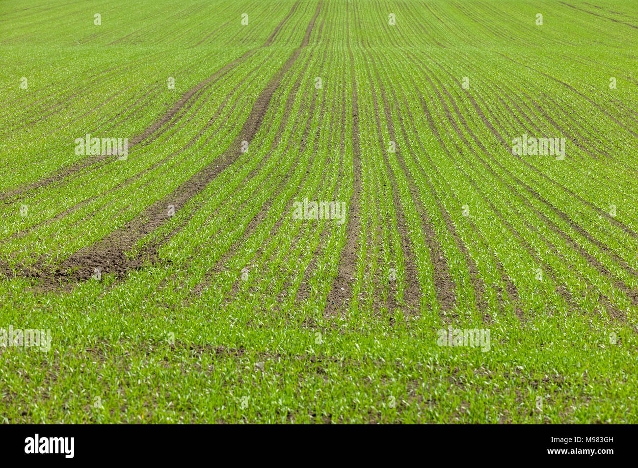 Fresh young shoots from agricultural crop Stock Photo - Alamy