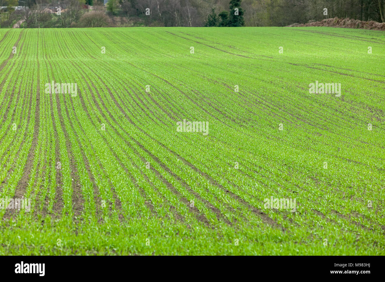Fresh young shoots from agricultural crop Stock Photo - Alamy