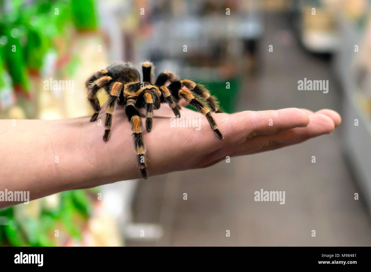 big spider tarantula sits crawling on the man's arm Stock Photo - Alamy