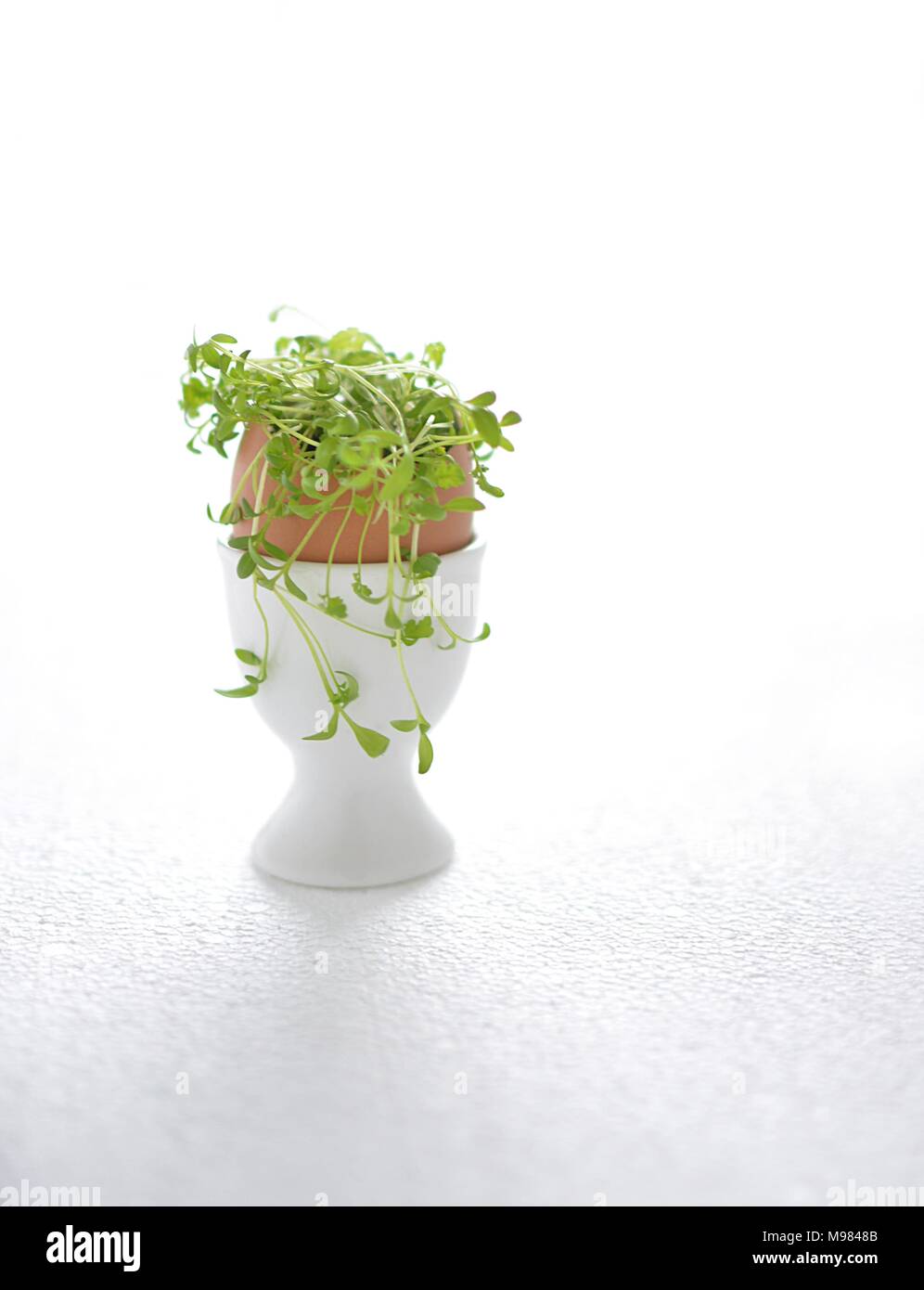 green cress in egg shell Stock Photo - Alamy