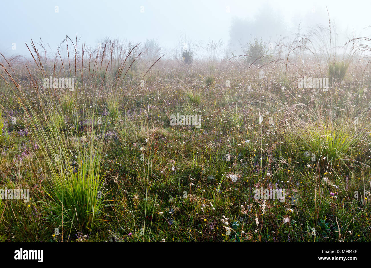 Early misty morning dew drops on wild mountain grassy meadow Stock ...