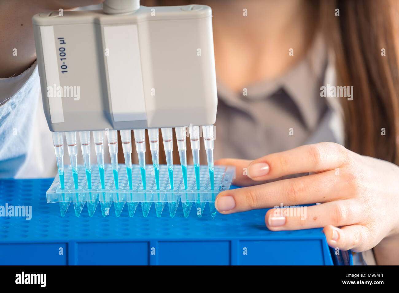 Microbiological laboratory scientist woman with multi channel pipette ...
