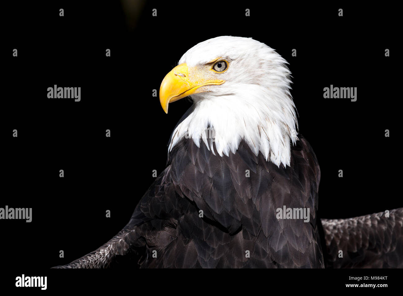 Portrait of bald eagle Stock Photo - Alamy