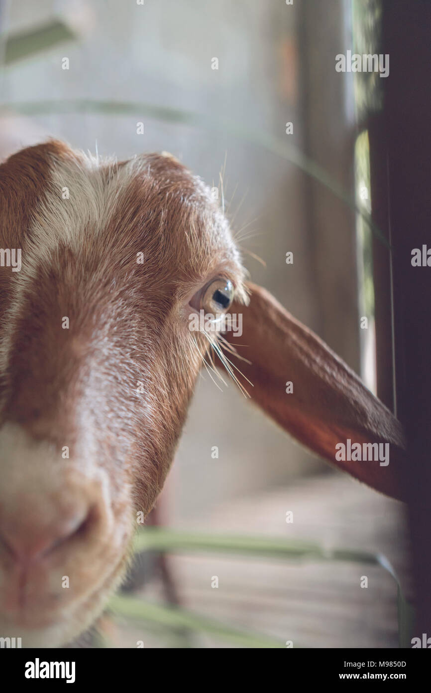 Curious goat hi-res stock photography and images - Alamy