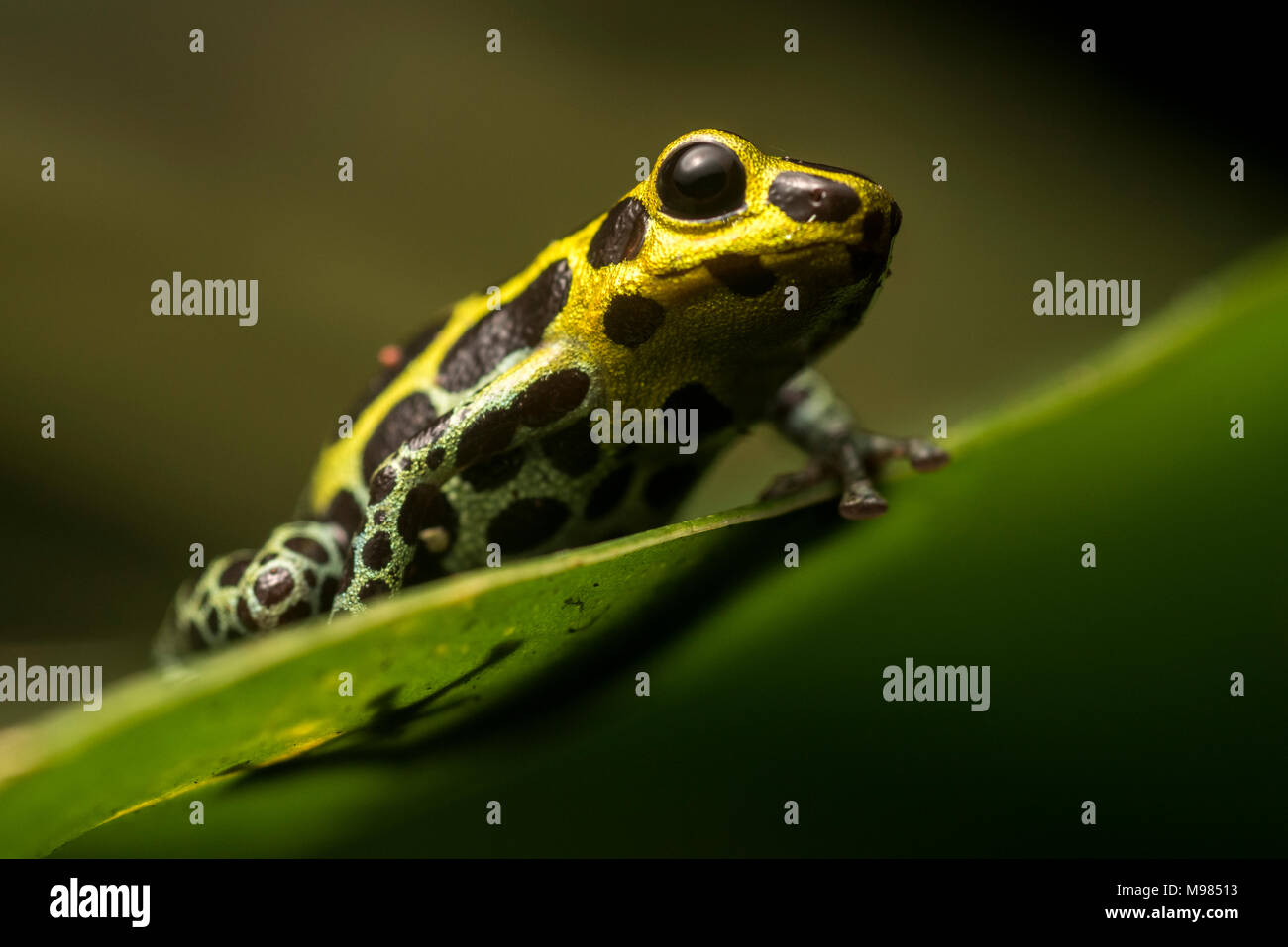 Splash back poison frog ranitomeya variabilis hi-res stock photography ...