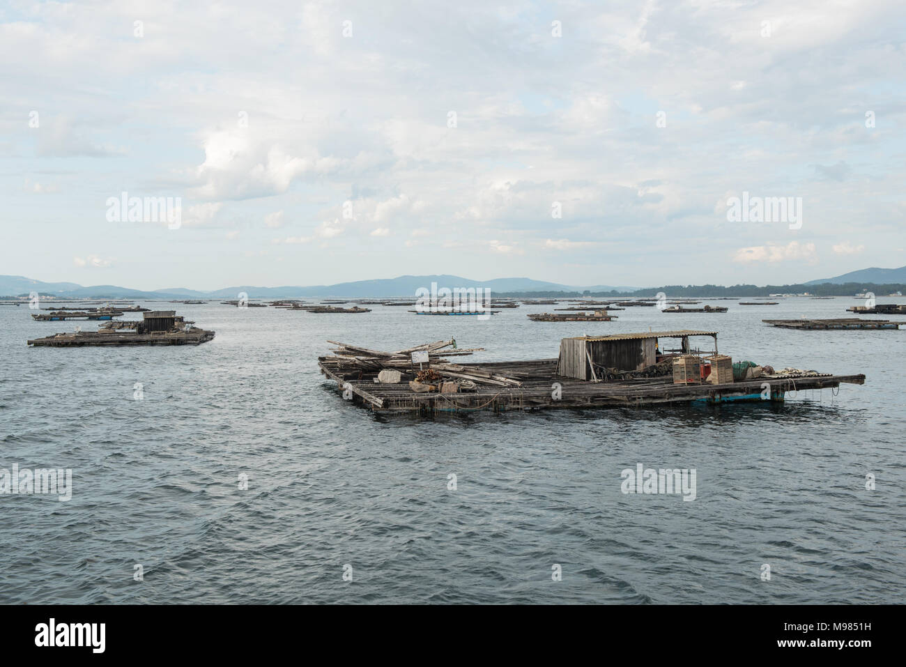 Mussel aquaculture rafts, batea, in Arousa estuary, Galicia, Spain ...
