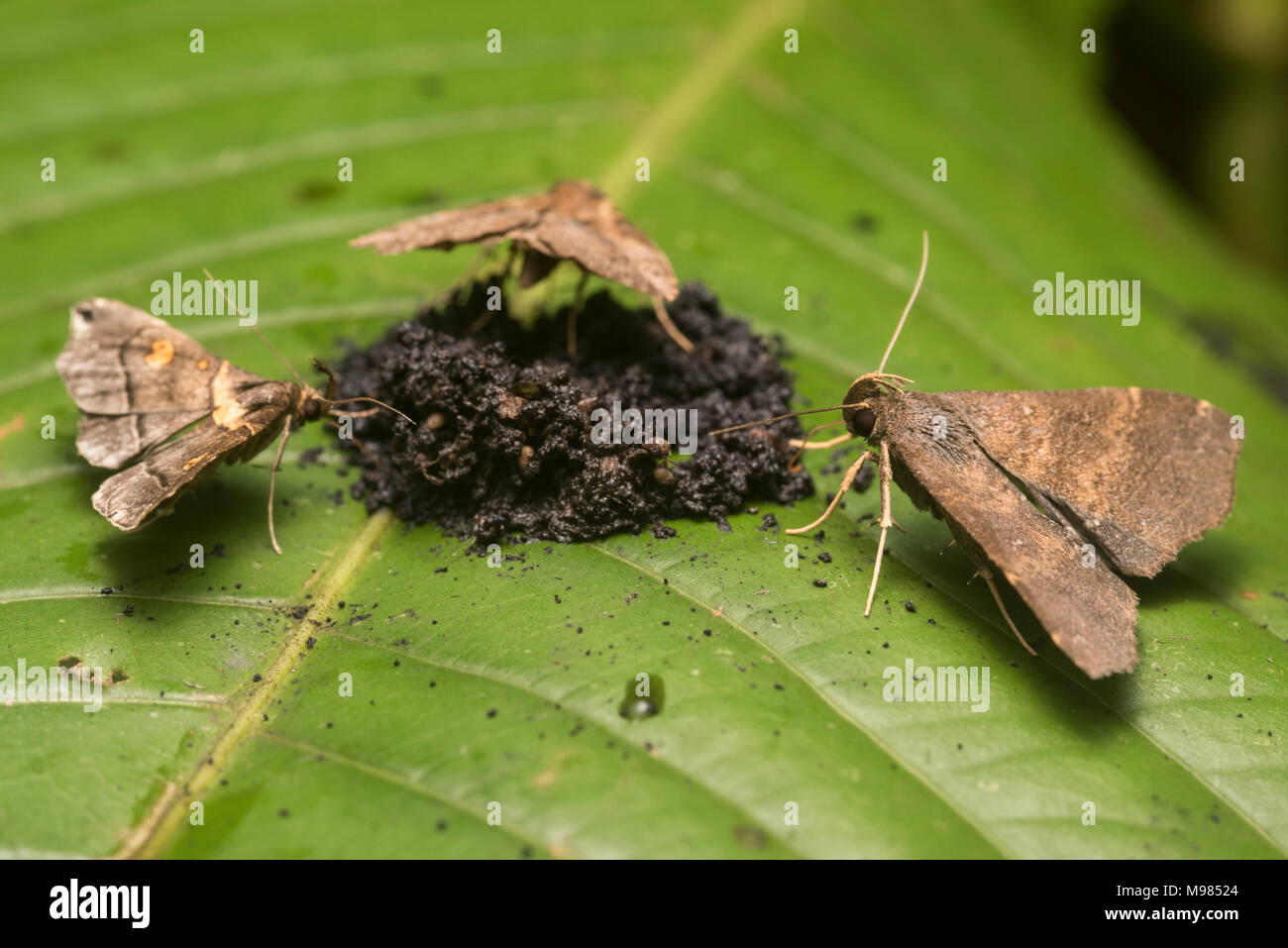 No nutrients go to waste in the rainforest, these three moths are ...