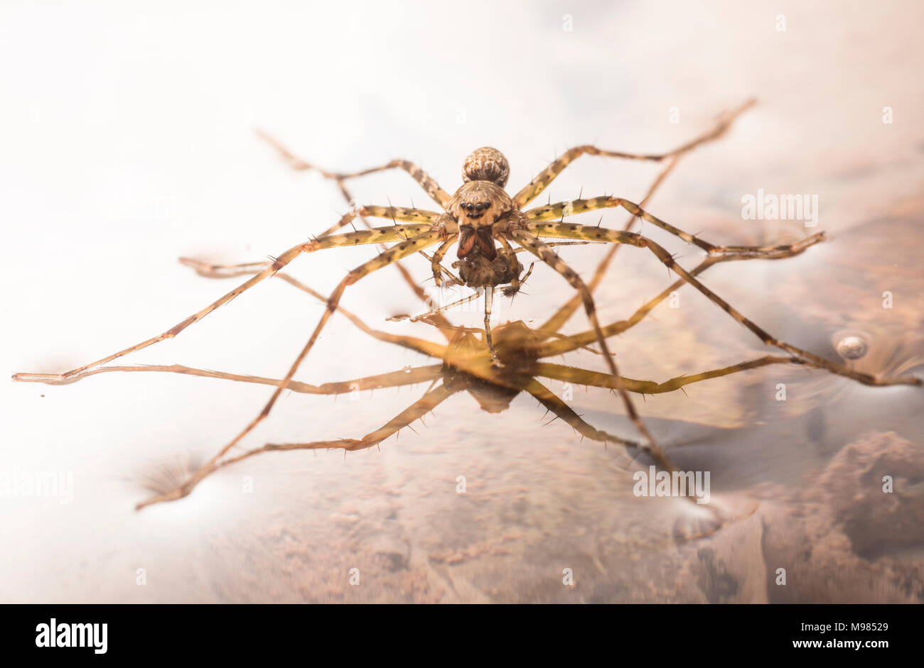 An aquatic spider that has captured and is eating another smaller ...