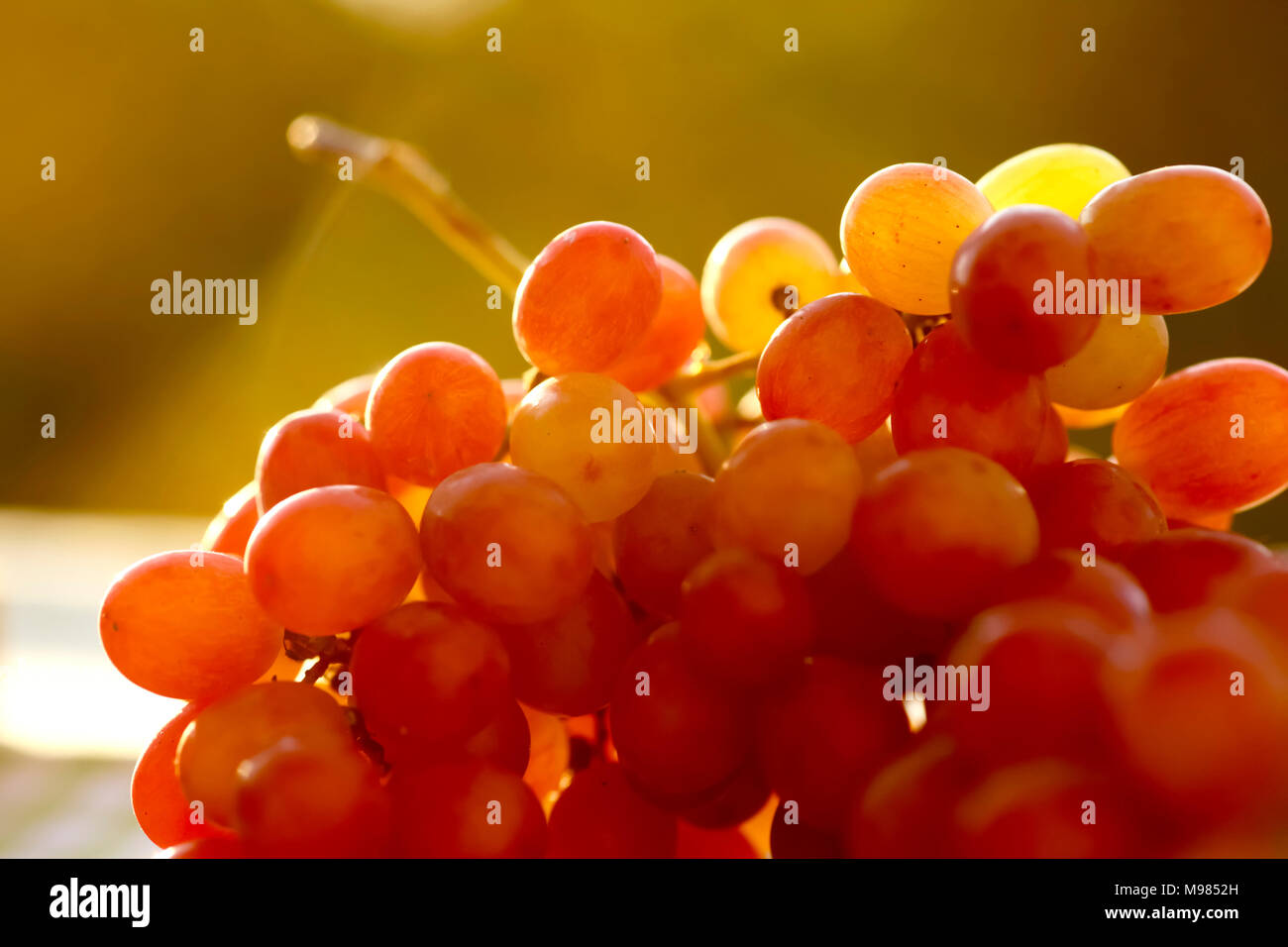 Image of red grapes hi-res stock photography and images - Alamy