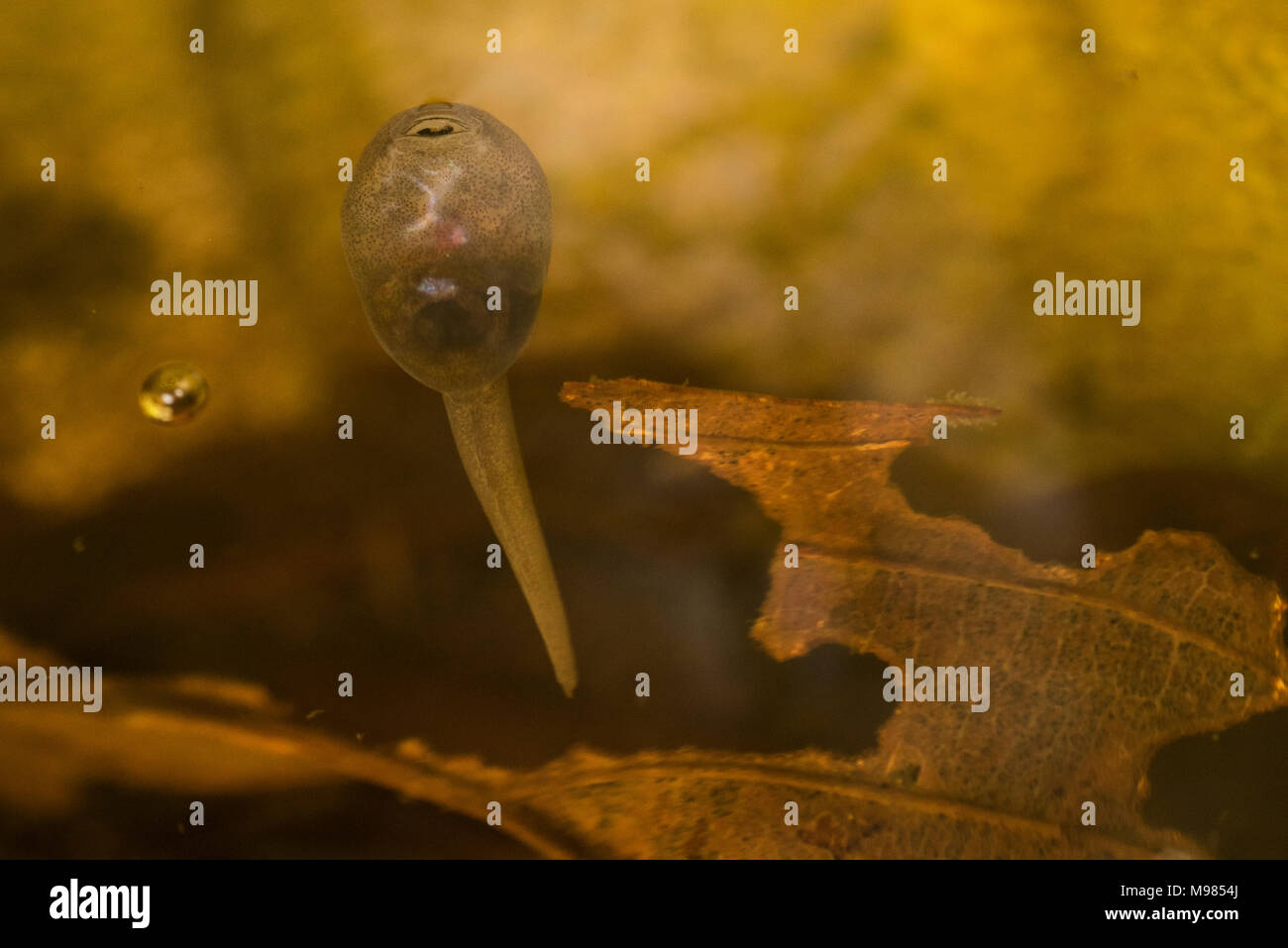 Poison dart frog tadpole hi-res stock photography and images - Alamy