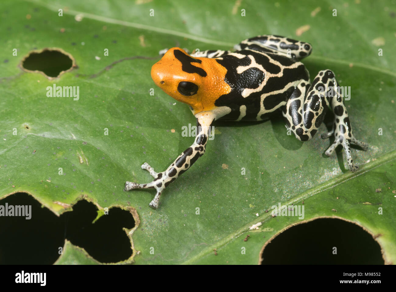 The highland morph of the red headed poison frog (Ranitomeya fantastica ...