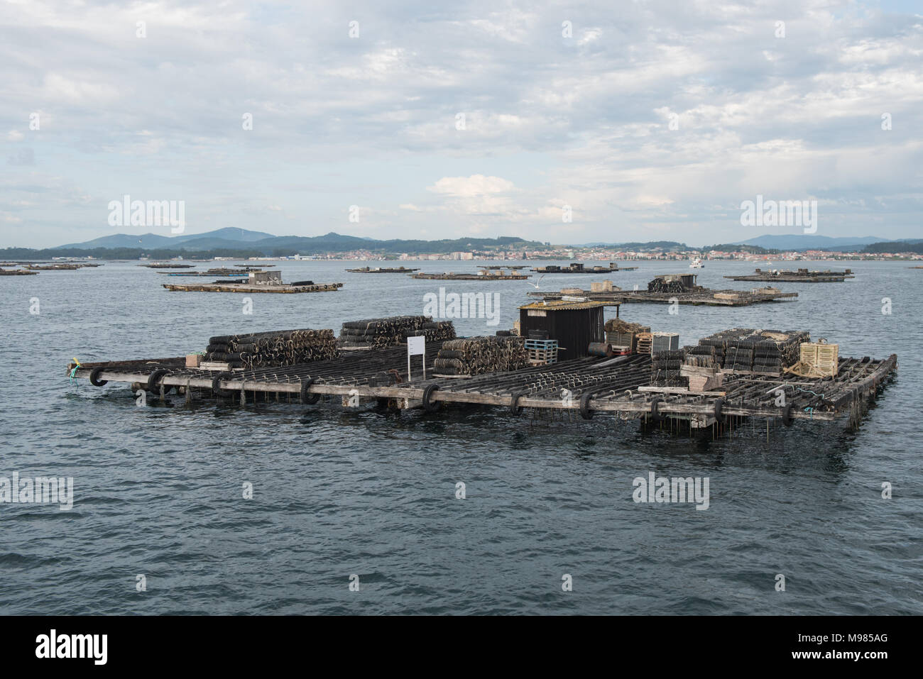 Mussel aquaculture rafts, batea, in Arousa estuary, Galicia, Spain ...