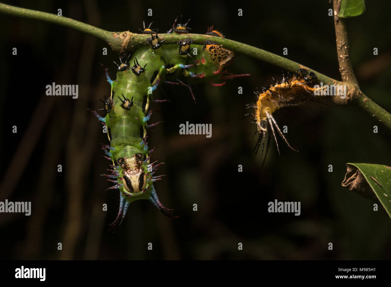 Spiky caterpillar hi-res stock photography and images - Alamy