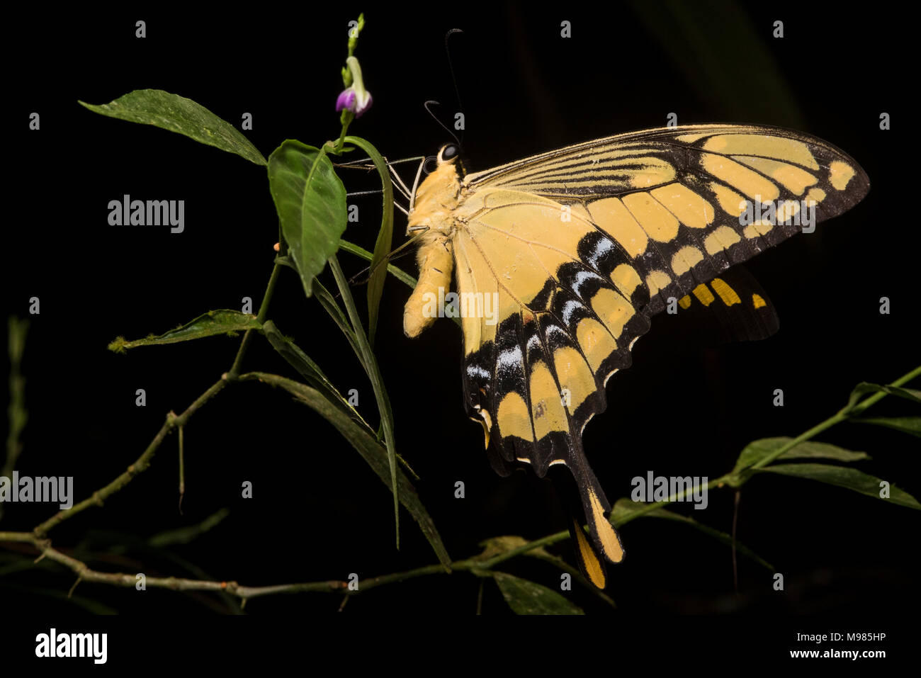 King swallowtail butterfly hi-res stock photography and images - Alamy