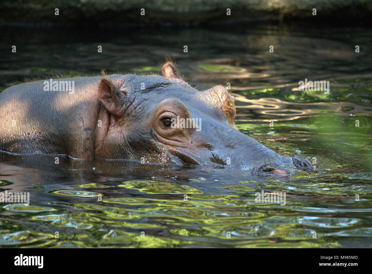 Hippo in water hi-res stock photography and images - Alamy