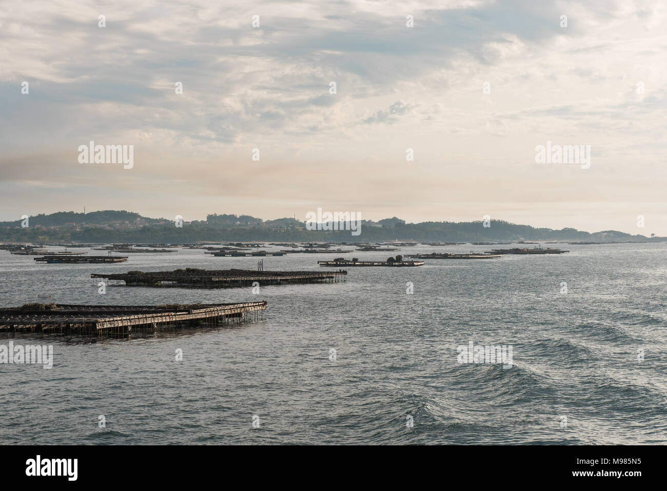 Mussel aquaculture rafts, batea, in Arousa estuary, Galicia, Spain ...