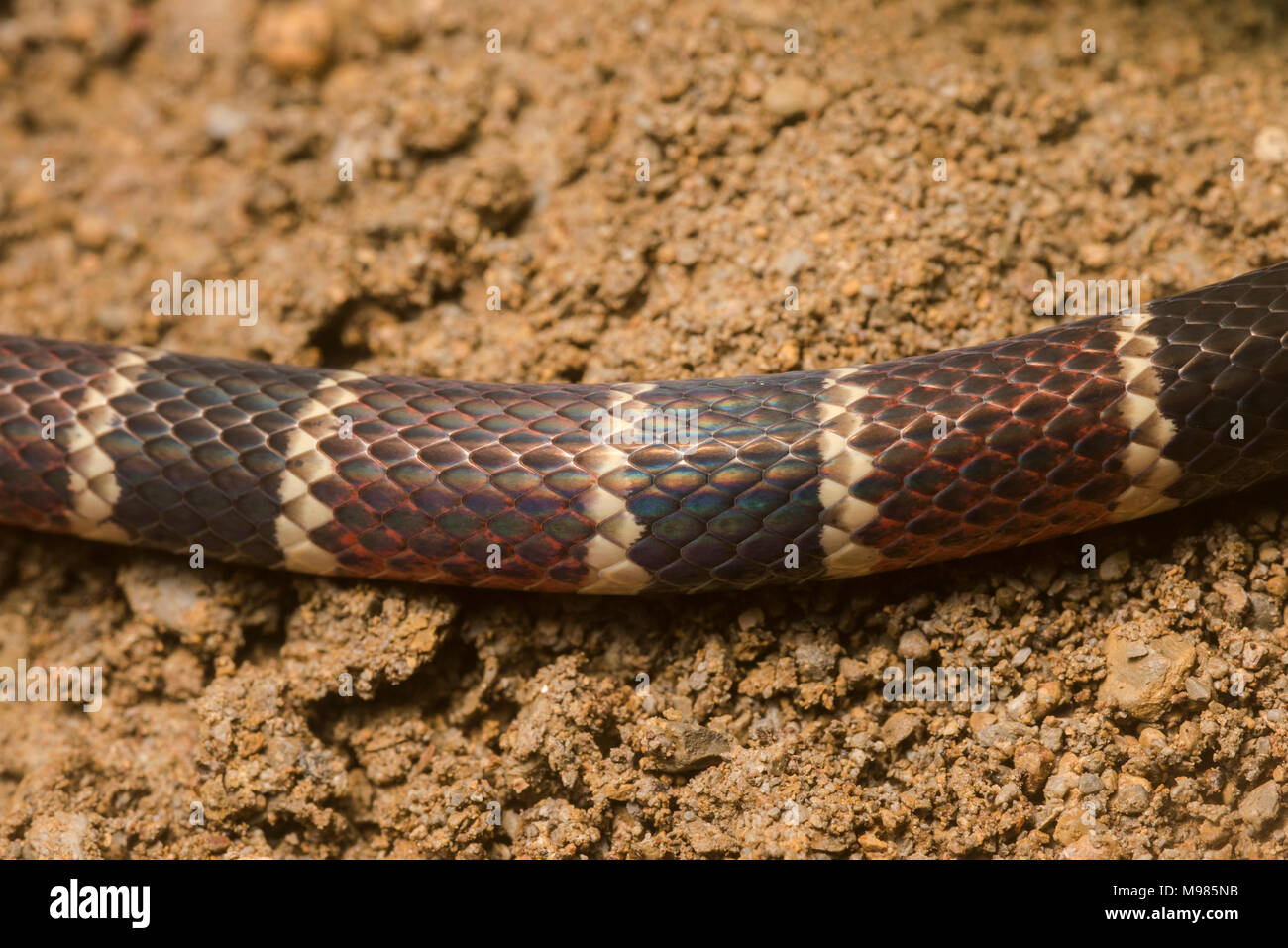 A close up of the color bands of a Peruvian coral snake, a venomous ...