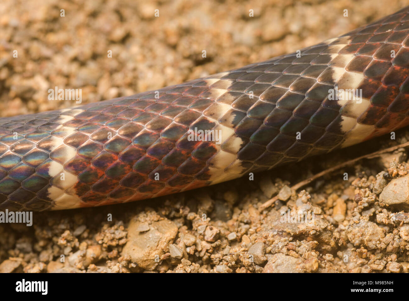 Venomous coral snake hi-res stock photography and images - Alamy
