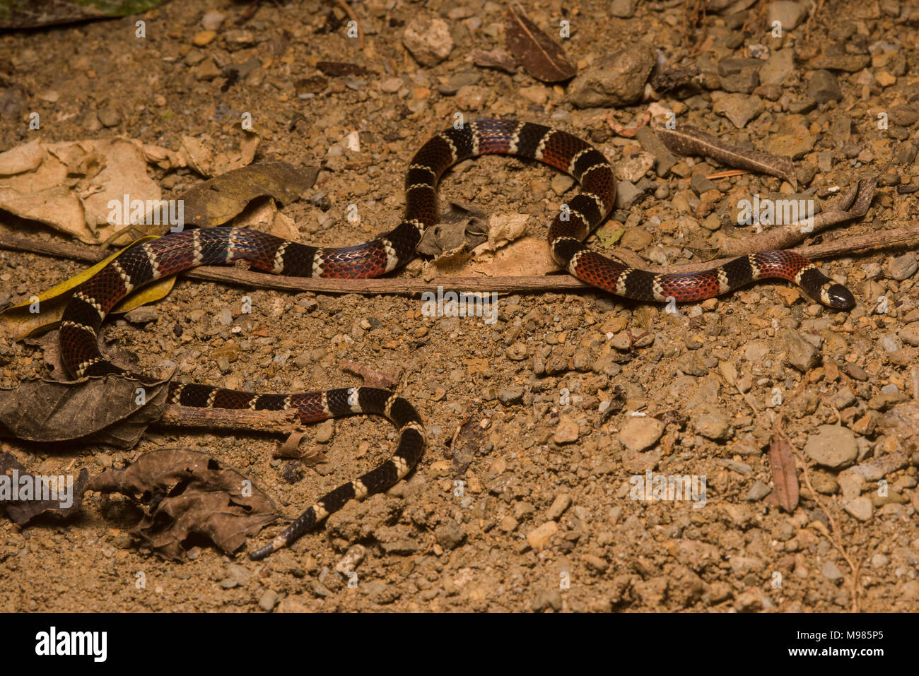 Peruvian snake hi-res stock photography and images - Alamy