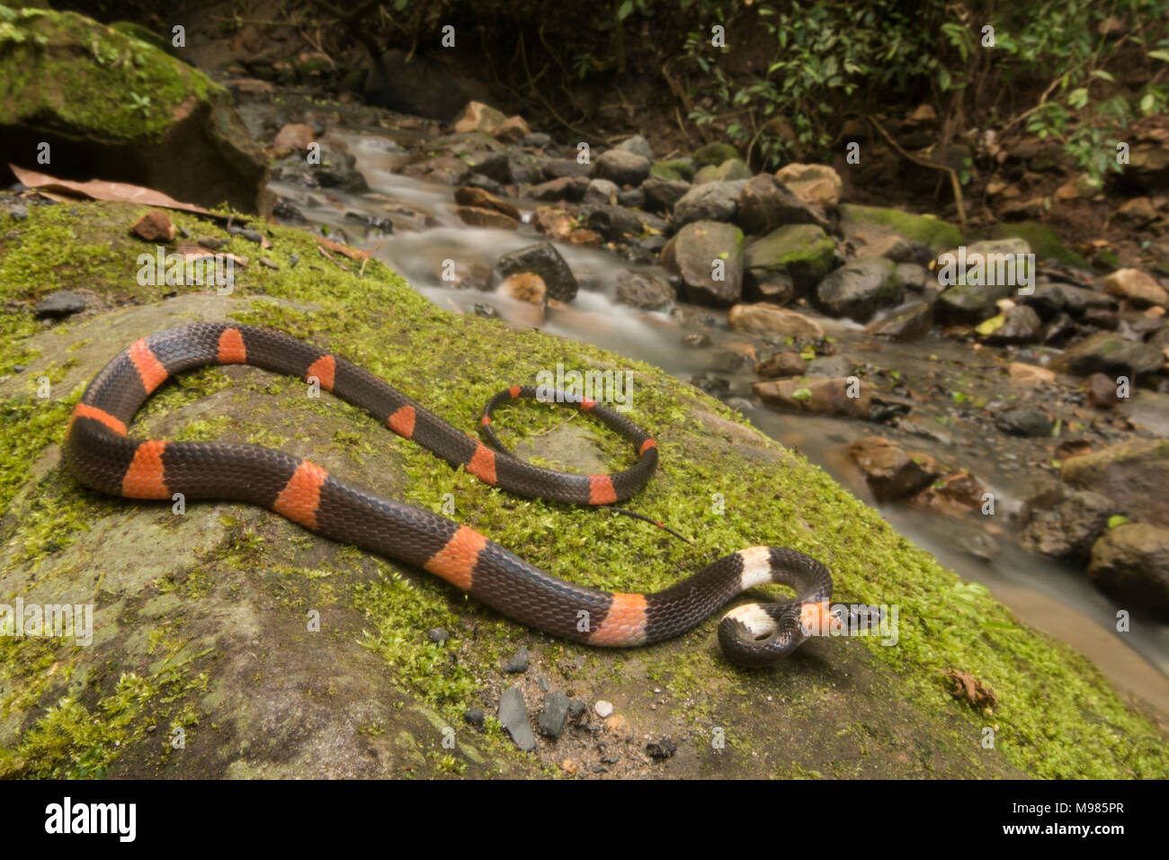 A false coral snake (Oxyrhopus petolarius) closely resembles the ...