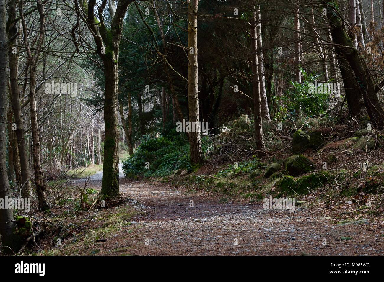 Dark forest ireland hi-res stock photography and images - Alamy