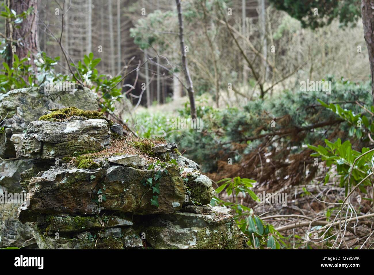 Wilderness overgrown building hi-res stock photography and images - Alamy