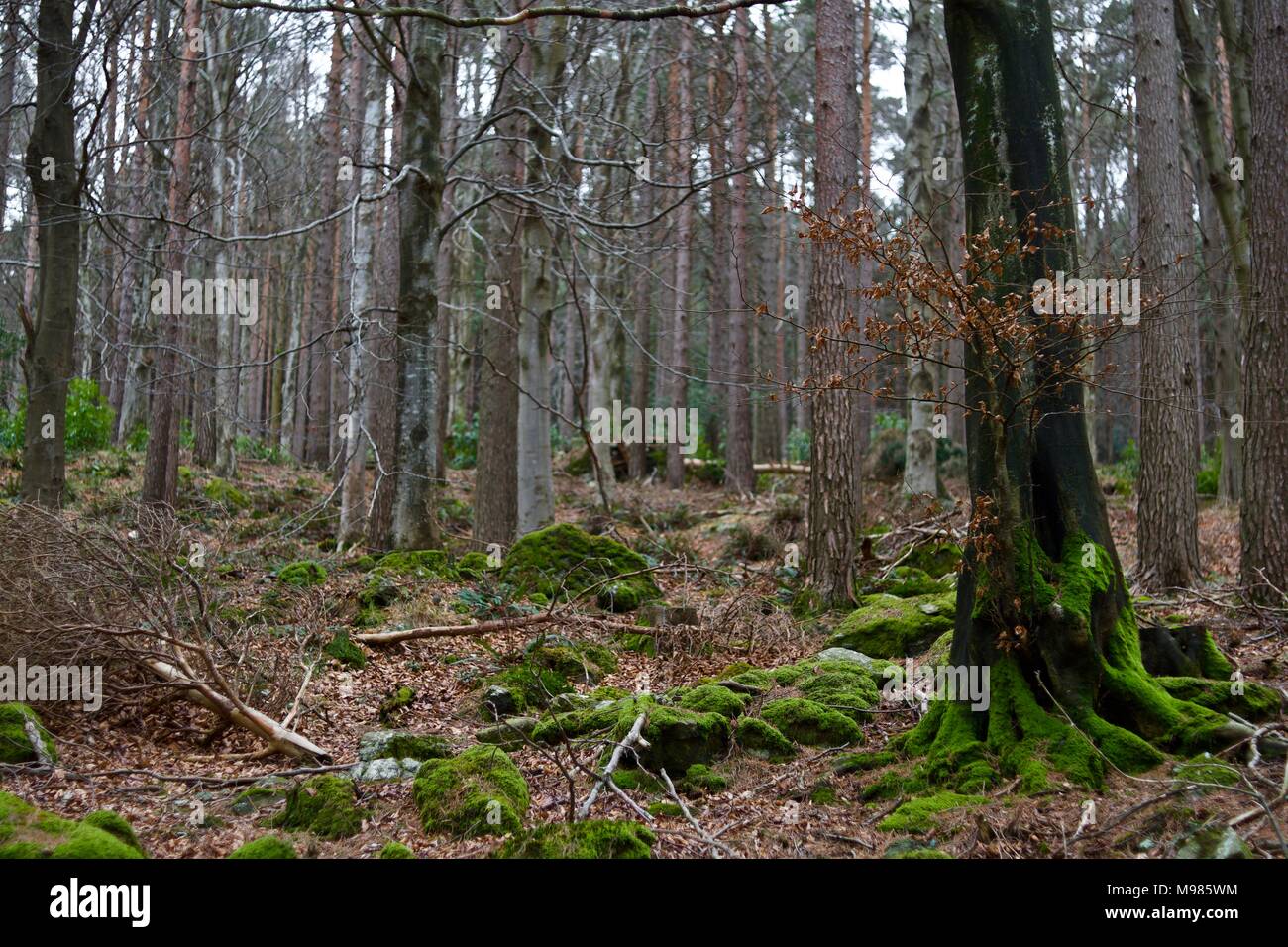 A forest overgrown with moss Stock Photo - Alamy