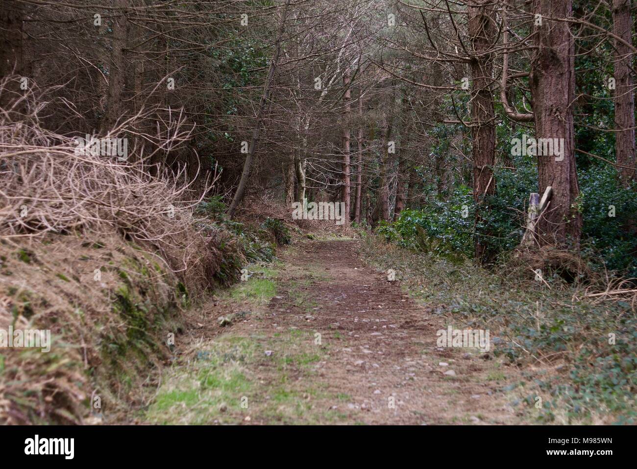 Forest path overgrown with green grass hi-res stock photography and ...