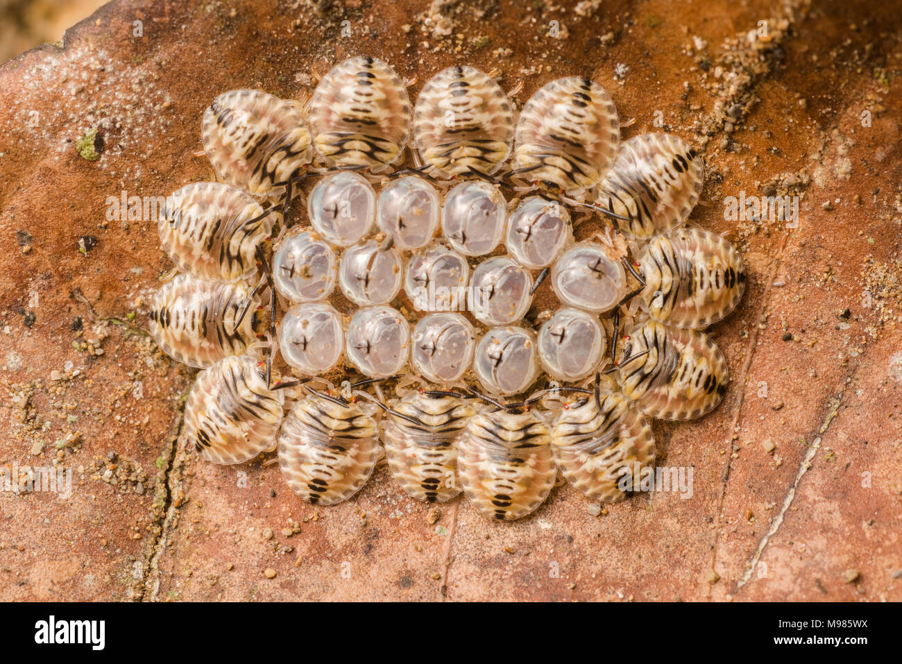 A circular arrangement of shield bug nymphs around the eggs they ...