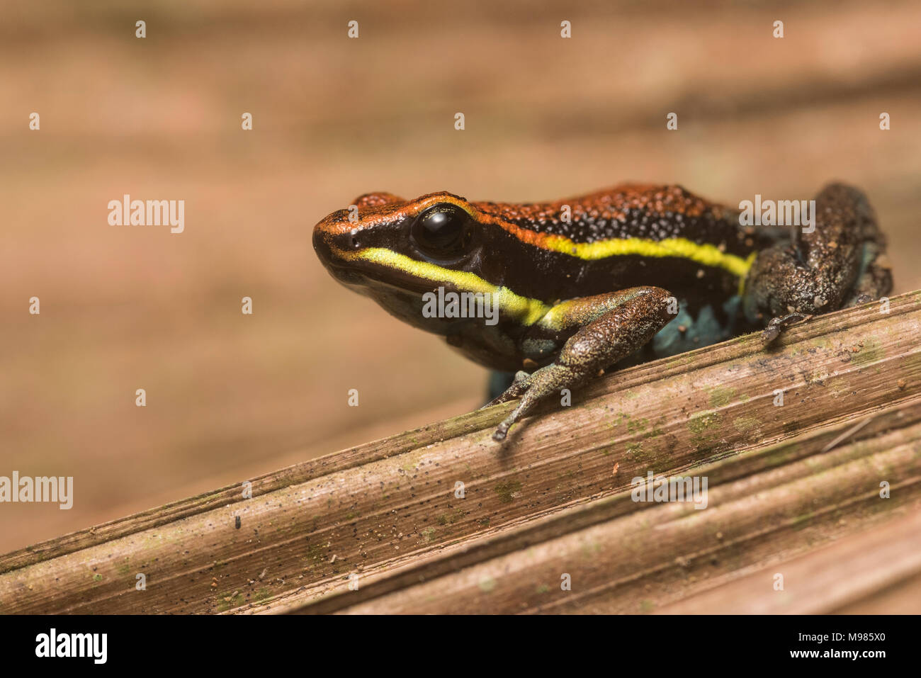 Peruvian poison frog hi-res stock photography and images - Alamy