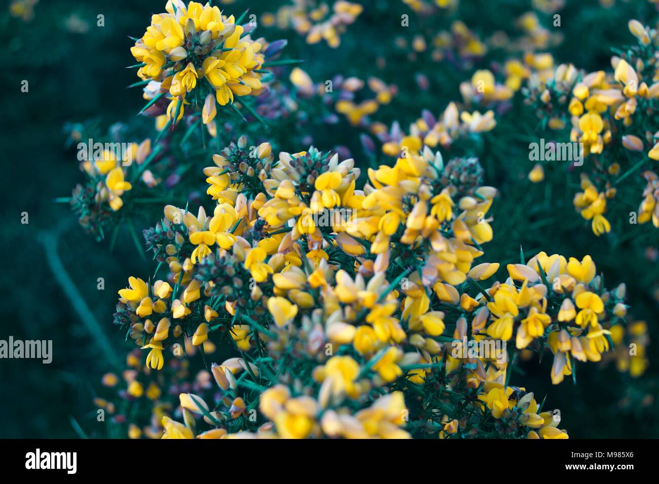 Gorse plants hi-res stock photography and images - Alamy