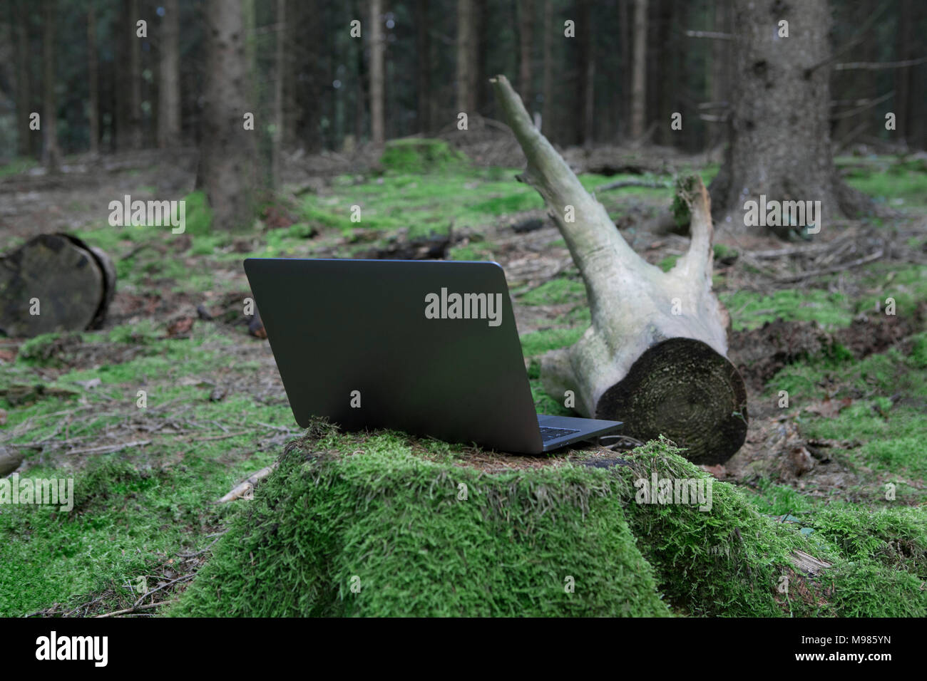 Laptop computer in forest hi-res stock photography and images - Alamy