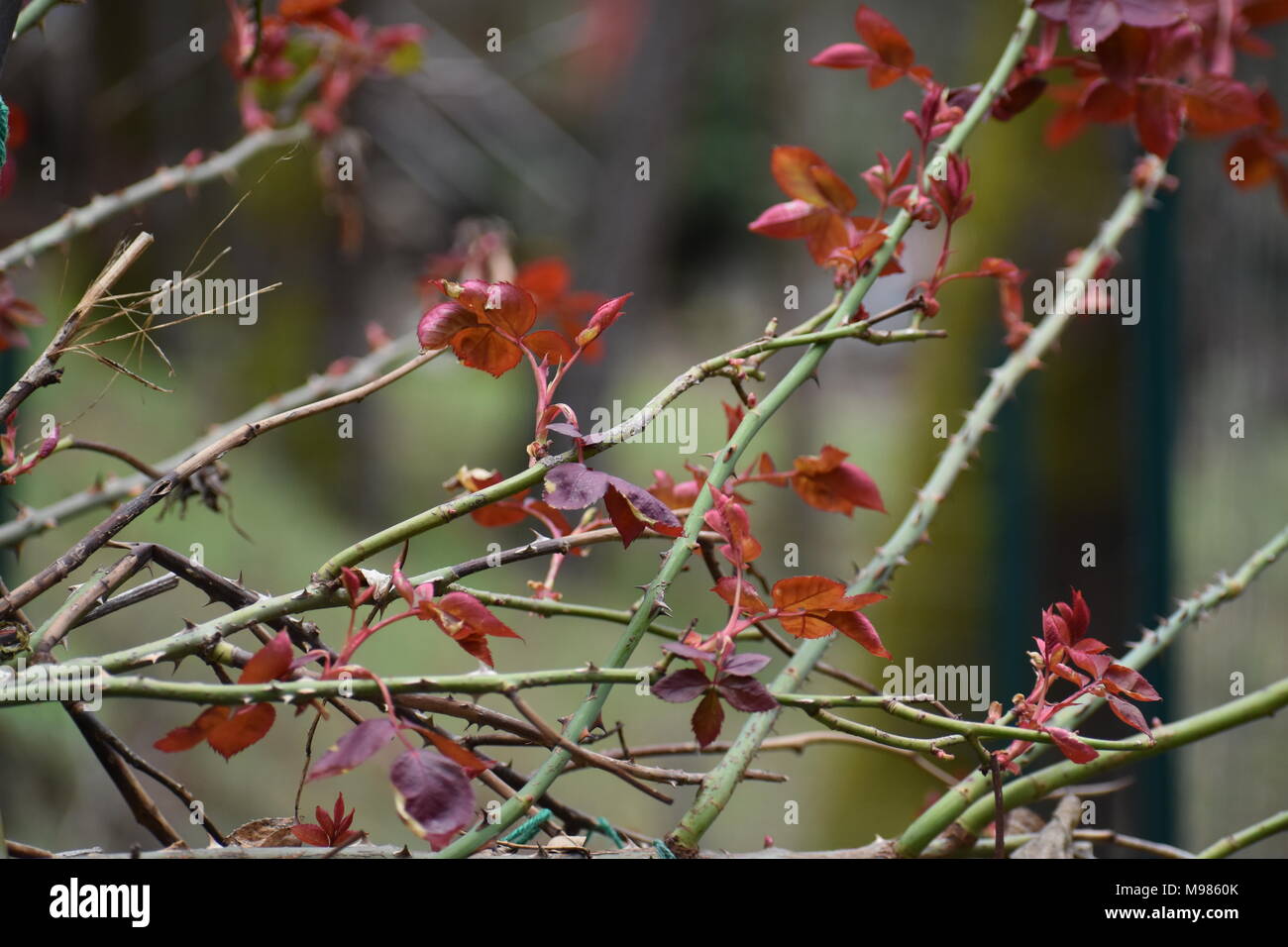Beautiful spring flowers hi-res stock photography and images - Alamy