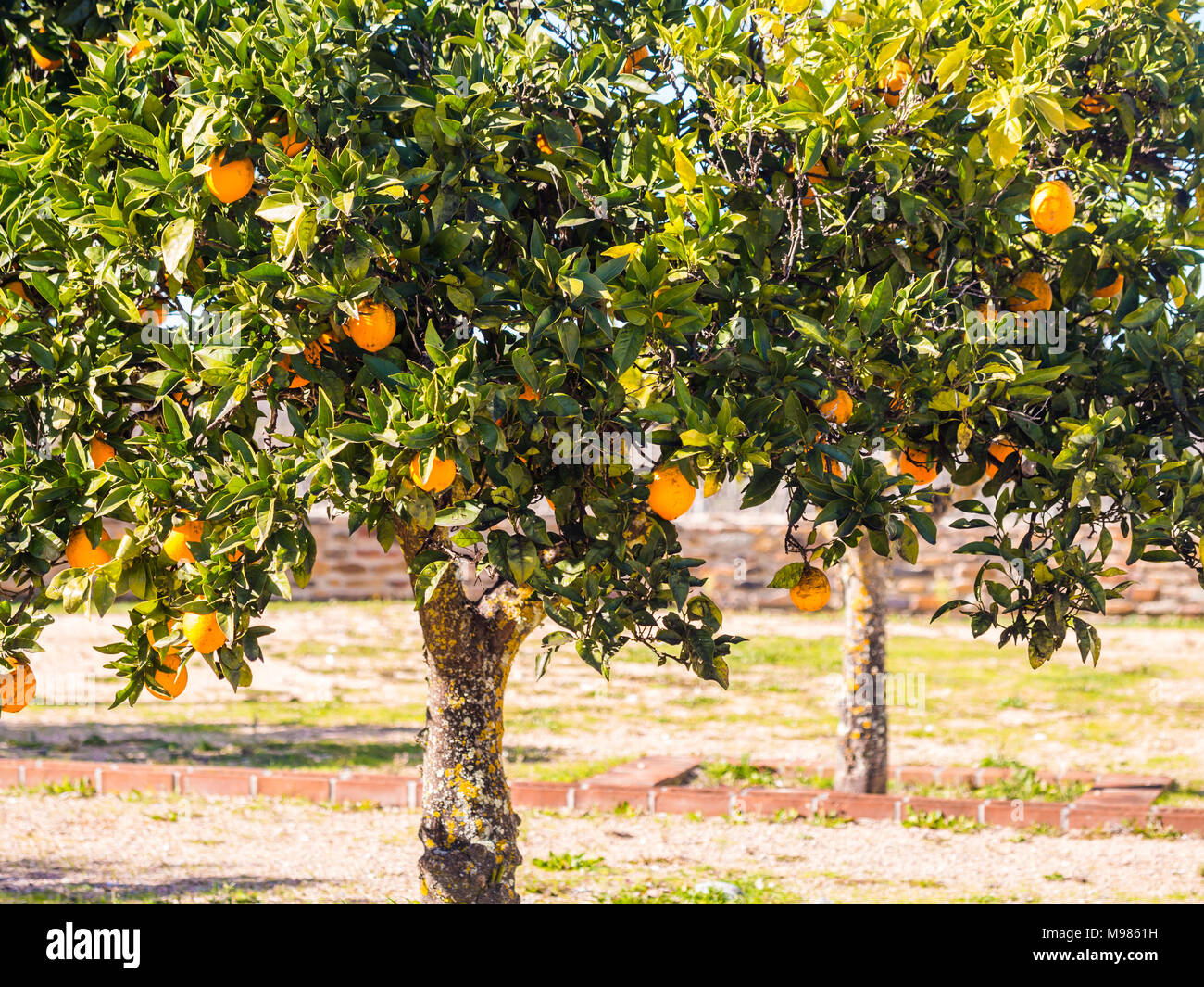 Capital wine of alentejo hi-res stock photography and images - Alamy