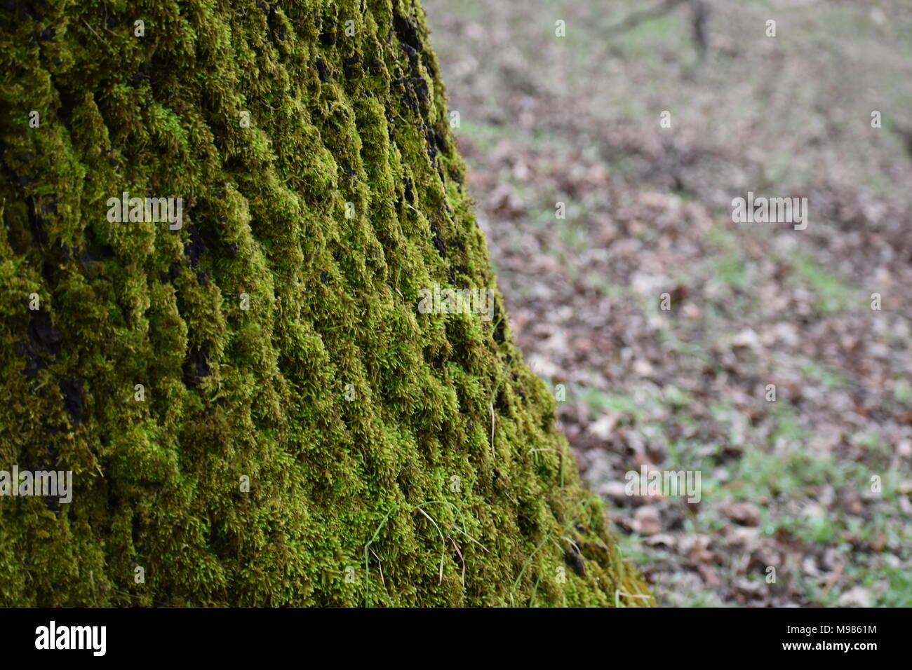 Her smell moss hi-res stock photography and images - Alamy