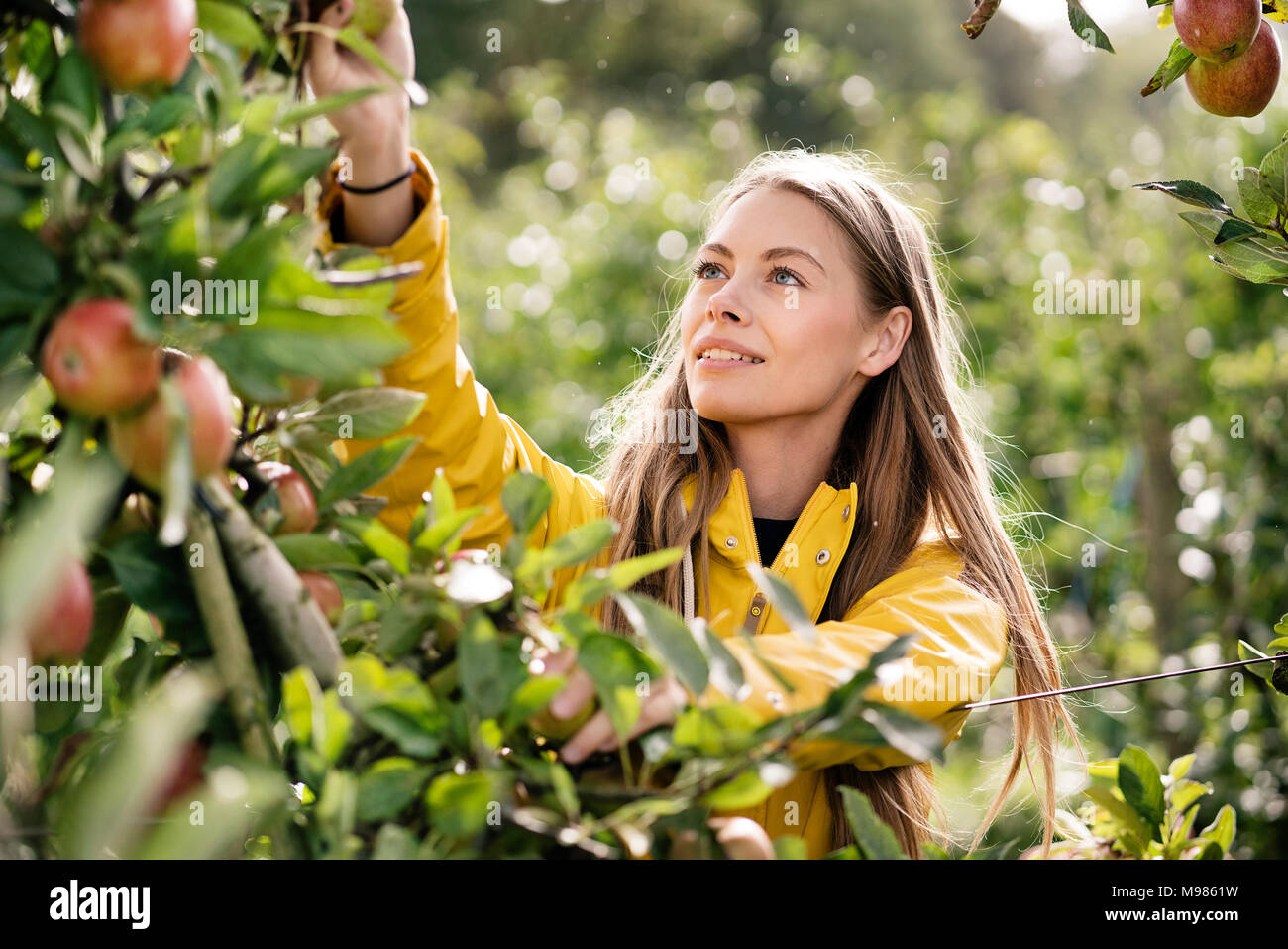 Harvesting apple plantation tree farmer hi-res stock photography and ...