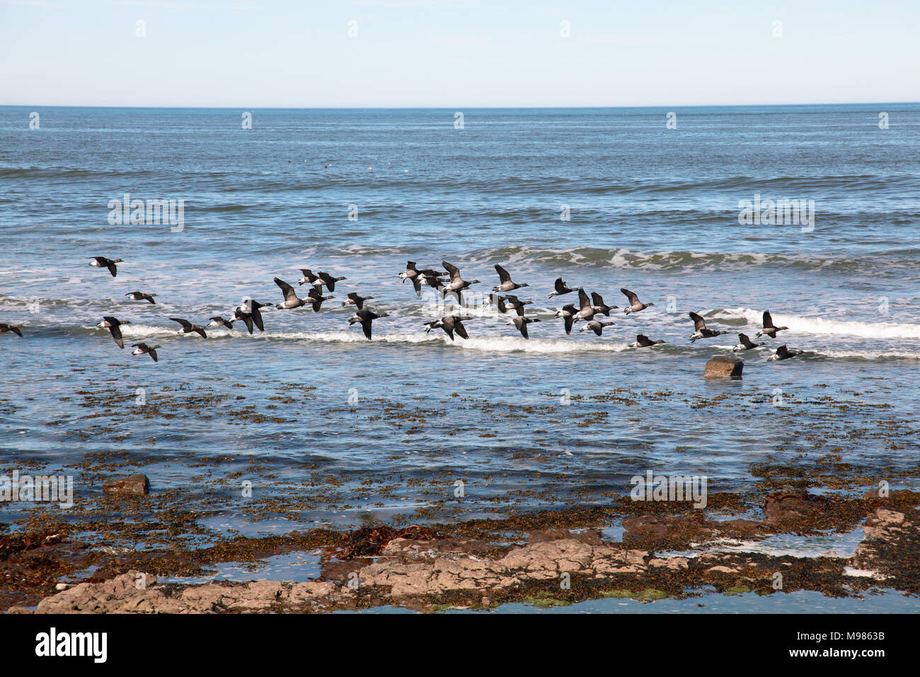 Brent geese flying off the coast of Lindisfarne, Holy Island in north ...